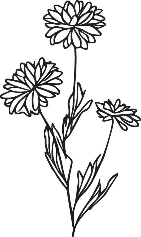 Simple Aster Flower Tattoo Drawing Aster Line Drawing September Birth