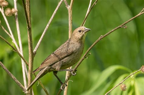 Rather Plain Looking Great Bird Pics