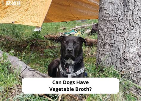 Can Dogs Have Vegetable Broth And What Kind