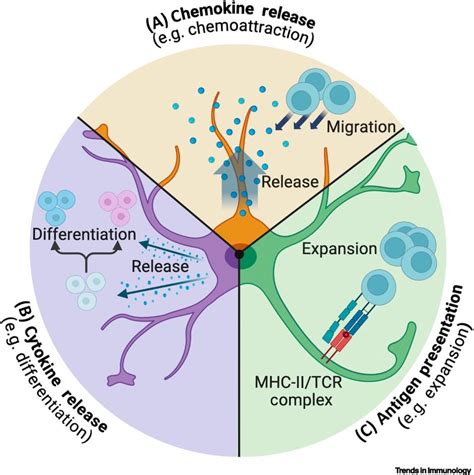 Neuroinflammation Astrocytes Cns Apc Inflammation Immunology John Gordon