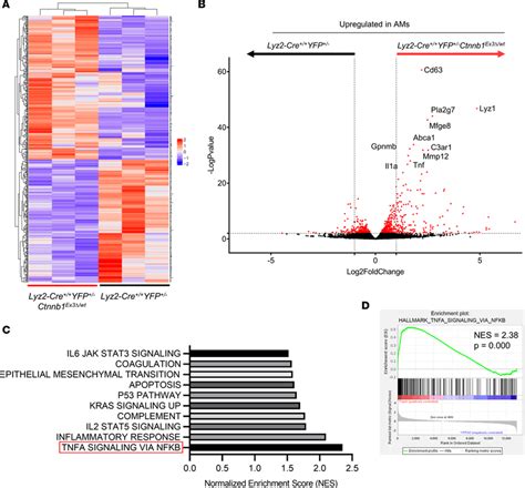Comparative Transcriptomic Analysis Of The Activated β Catenin