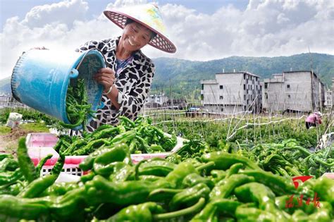 周宁高山青椒抢“鲜”上市