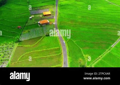 Snakes Of Java Stock Videos Footage HD And 4K Video Clips Alamy