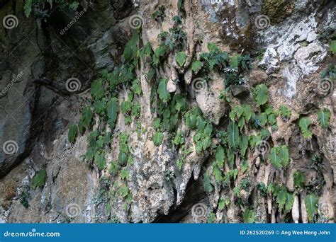 One Leaf Plant Monophyllaea Stock Image Image Of Nature Long 262520269