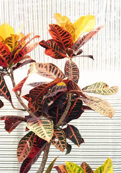 Plantas de interior altas y resistentes que quedarán preciosas en tu casa