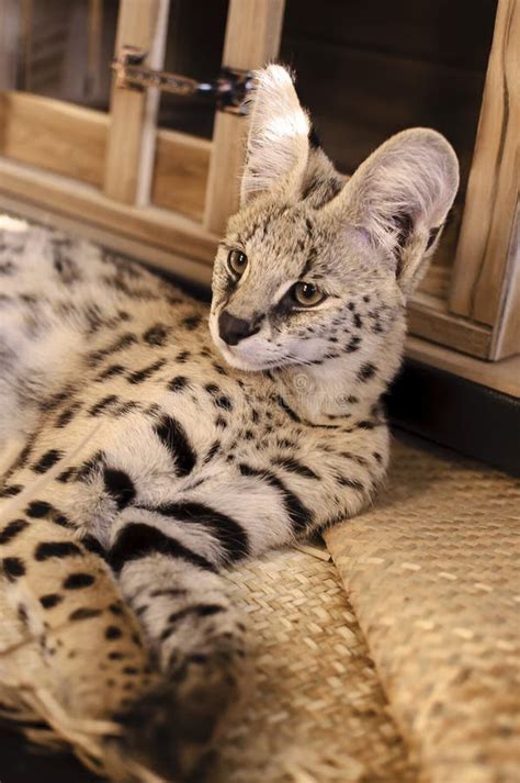 Female Serval Cat Leptailurus Serval Eating Enjoying Bone Half Side View Stock Image Image Of