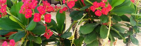 Coroana Lui Isus Euphorbia Milii Este Foarte Toxica