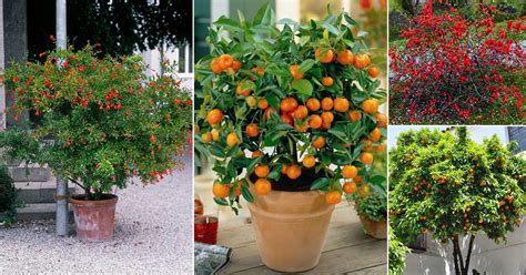 Dwarf Fruit Trees B Q At Clinton Becnel Blog