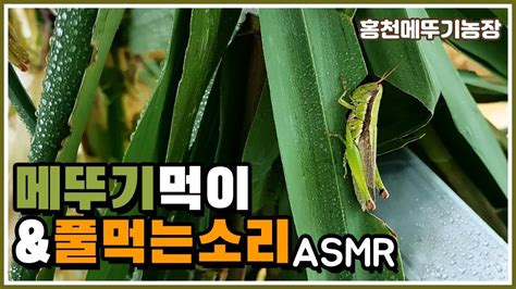 메뚜기 먹이 종류와 풀 먹는 소리 Asmr Youtube