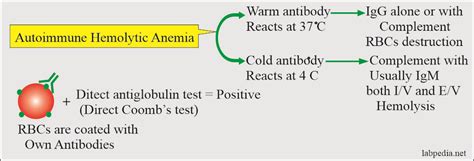 Chapter 27 Autoimmune Diseases Autoimmune Hemolytic Anemia Aha
