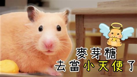 維鼠日記麥芽糖去當小天使了維特 122 YouTube