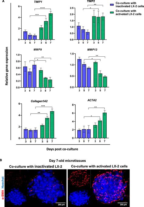 Ecm Related Gene Expression Profile And Immunostaining In Normal And