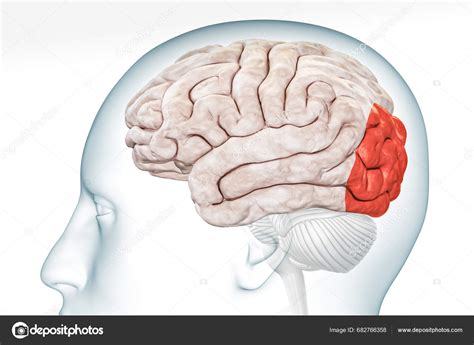 Cerebral Cortex Occipital Lobe Red Color Profile View Body Isolated