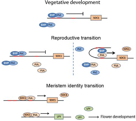 Figure 5 From Sequential Action Of Fruitfull As Modulator Of The