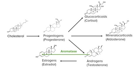 Metabolismo Do Colesterol Concise Medical Knowledge