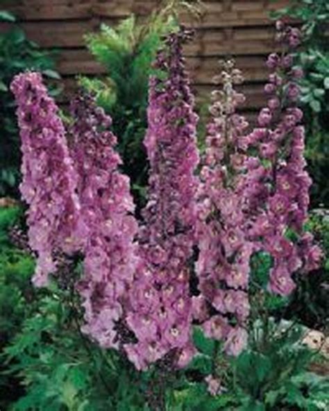 Delphinium 'Astolat' | Yougardener