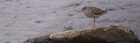 Redshank The Faroese Bird Migration Atlas