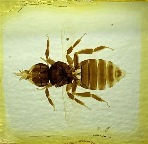 Antique Whole Insect Microscope Slide Ground Beetle By Watson £1052