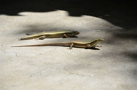 콘크리트 표면에서 기어 다니는 Trachylepis Striata 도마뱀의 클로즈업 그림자에 대한 스톡 사진 및 기타 이미지