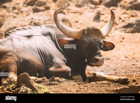 Goa India Gaur Bull Bos Gaurus Or Indian Bison Resting On Ground It