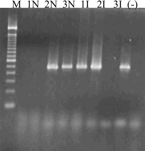 Figure 1 From Evaluación De Once Cultivares De Melón Del Tipo