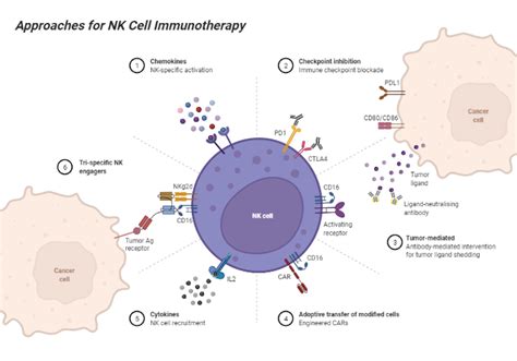 Approaches For Nk Cell Immunotherapy Biorender Science Templates
