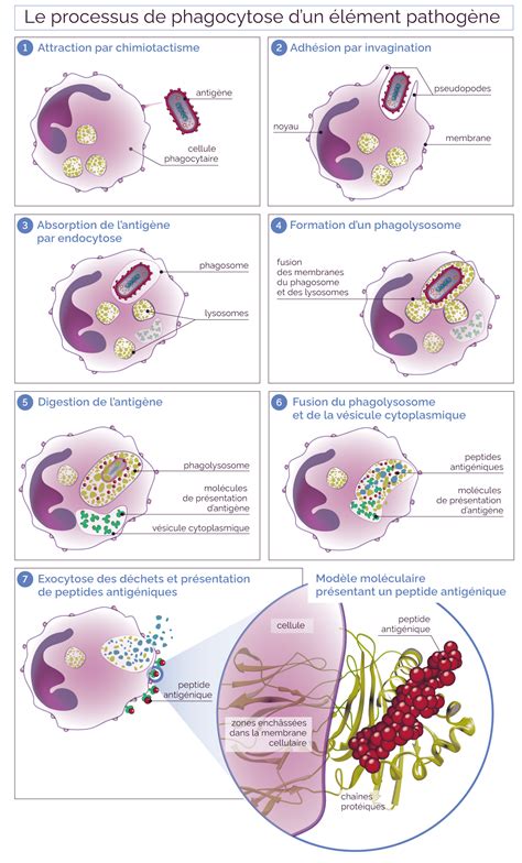 Exemple De Phagocytose