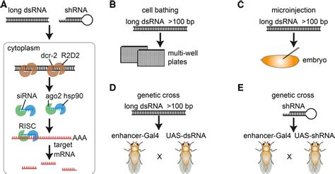 Figure 1 From Rna Interference Rnai Screening In Drosophila Semantic Scholar