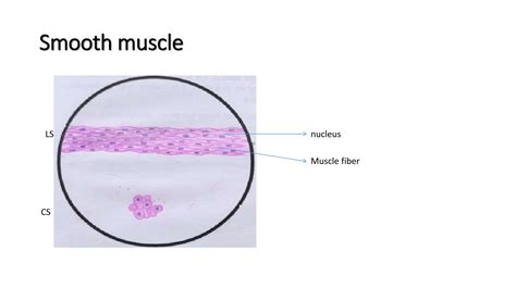 Musculartissue For Cssd Pptx Copy Pptx