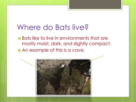 Ppt Bats Echolocation Powerpoint Presentation Free Download Id2836844