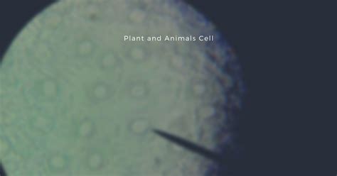 All Living Animals Cell Structure Foundation Portions Of The Protoplasm