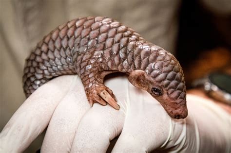 Pangolin Aidynnweston