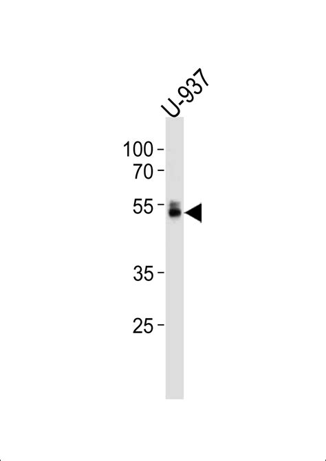 Runx1 Antibody S276 Affinity Purified Rabbit Polyclonal Antibody Pab Wb Ihc P If Fc E