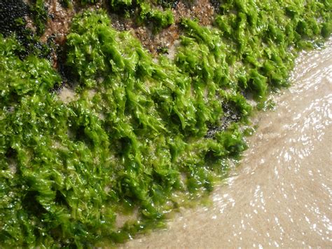 Bioflagrantes Algas Verdes