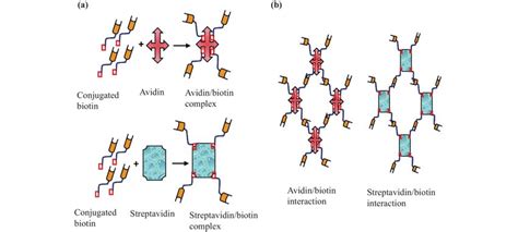 Protein Biotinylation Creative Diagnostics