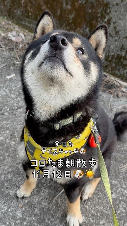 今日のコロたま朝散歩🐶☺️ 黒柴 芝犬 芝犬のいる暮らし 黒柴好きな人と繋がりたい Shorts Youtube