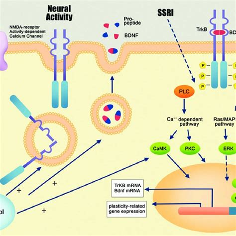 Dematuration Of Parvalbumin Pvperineuronal Nets Pnn Interneurons