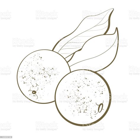 Garis Kontur Sketsa Buah Pohon Buah Pir Pir Bulat Close Up Desain