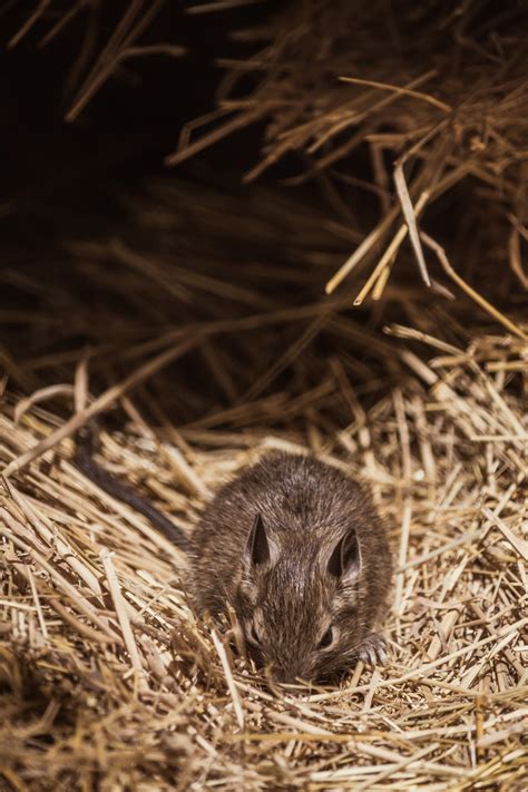 Free Picture Common Degu Octodon Degus Rodent In Haystack