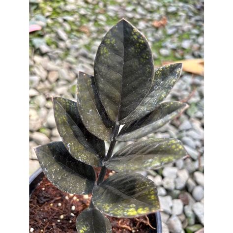 植系青屬 黑金美鐵芋 黑葉美鐵芋 黑葉金錢樹 黑色金錢樹 觀葉植物 五吋盆 蝦皮購物
