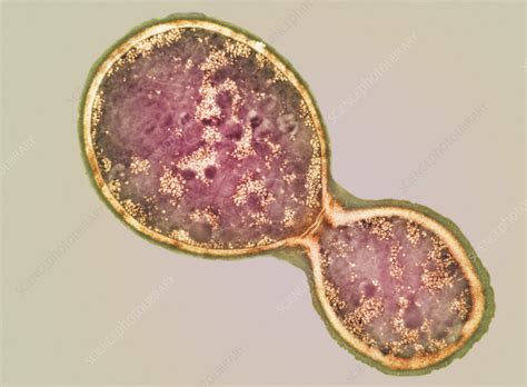 Cryptococcus Cell Dividing Tem Stock Image B250 1021 Science