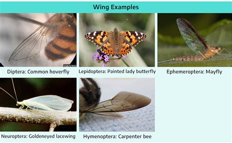 Class Insecta Examples