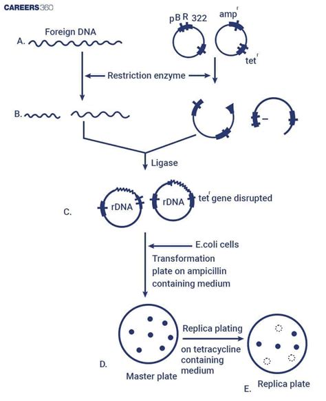 Cloning Vector Definition Types Examples Diagram Technique Cloning Vector Definition Types Examples Diagram Technique