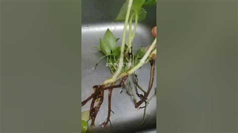 영양제 과잉으로 썩은 뿌리는 물렁물렁‥ 손으로 떼어 내고 스킨답서스 수경재배 Youtube