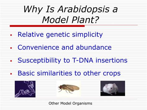 Ppt Arabidopsis Thaliana Powerpoint Presentation Free Download Id