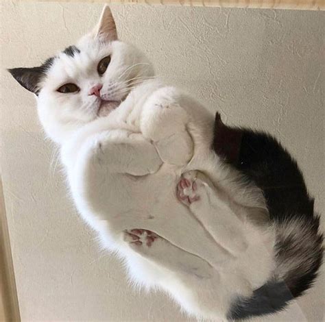 21 Photos Of Cats Sitting On Glass Tables Please Disregard Twistedsifter