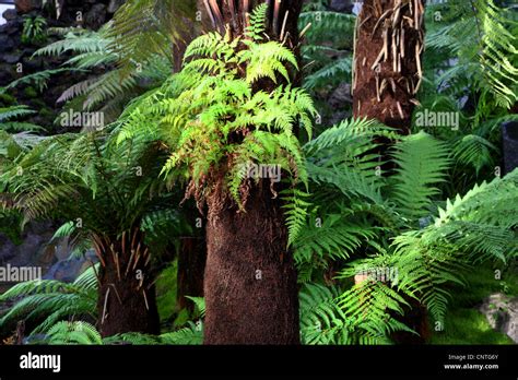 Tasmanian Tree Fern Soft Tree Fern Dicksonia Antarctica Tree Stock Photo Alamy