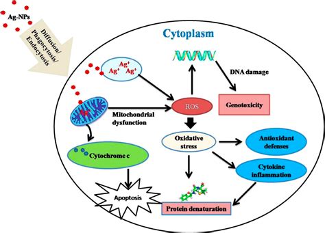 Figure 1 From The Antibacterial And Cytotoxic Effects Of Silver Nanoparticles Coated Titanium