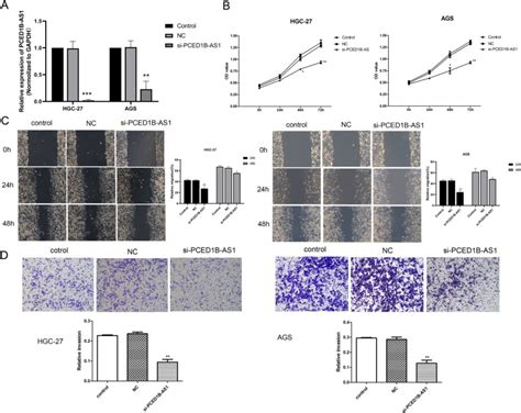 Lncrna Pced1b As1 Mediates Mir 3681 3pmap2k7 Axis To Promote