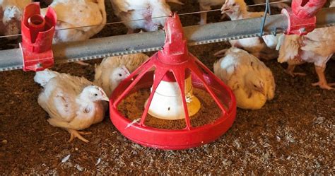 Highly Pathogenic Avian Influenza Confirmed In Oklahoma Wild Birds